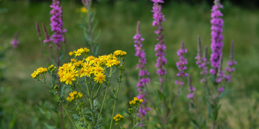 Developing a syslog-ng configuration - Blog - syslog-ng Community - syslog-ng Community