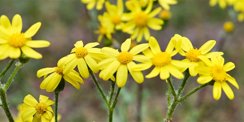 Simplifying Ca Handling In Syslog Ng Tls Connections Blog Syslog Ng Community Syslog Ng