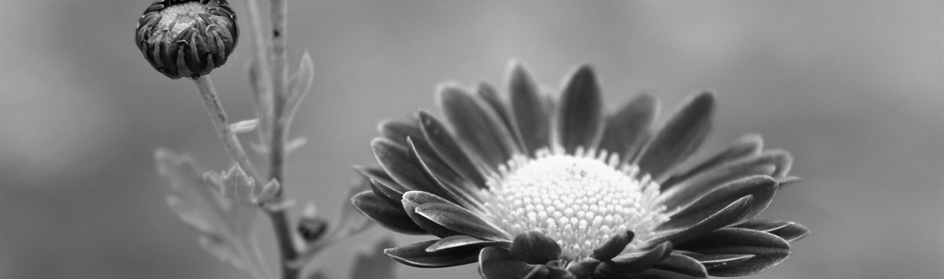 Creating an HTTP source for syslog-ng in Python - Blog - syslog-ng ...